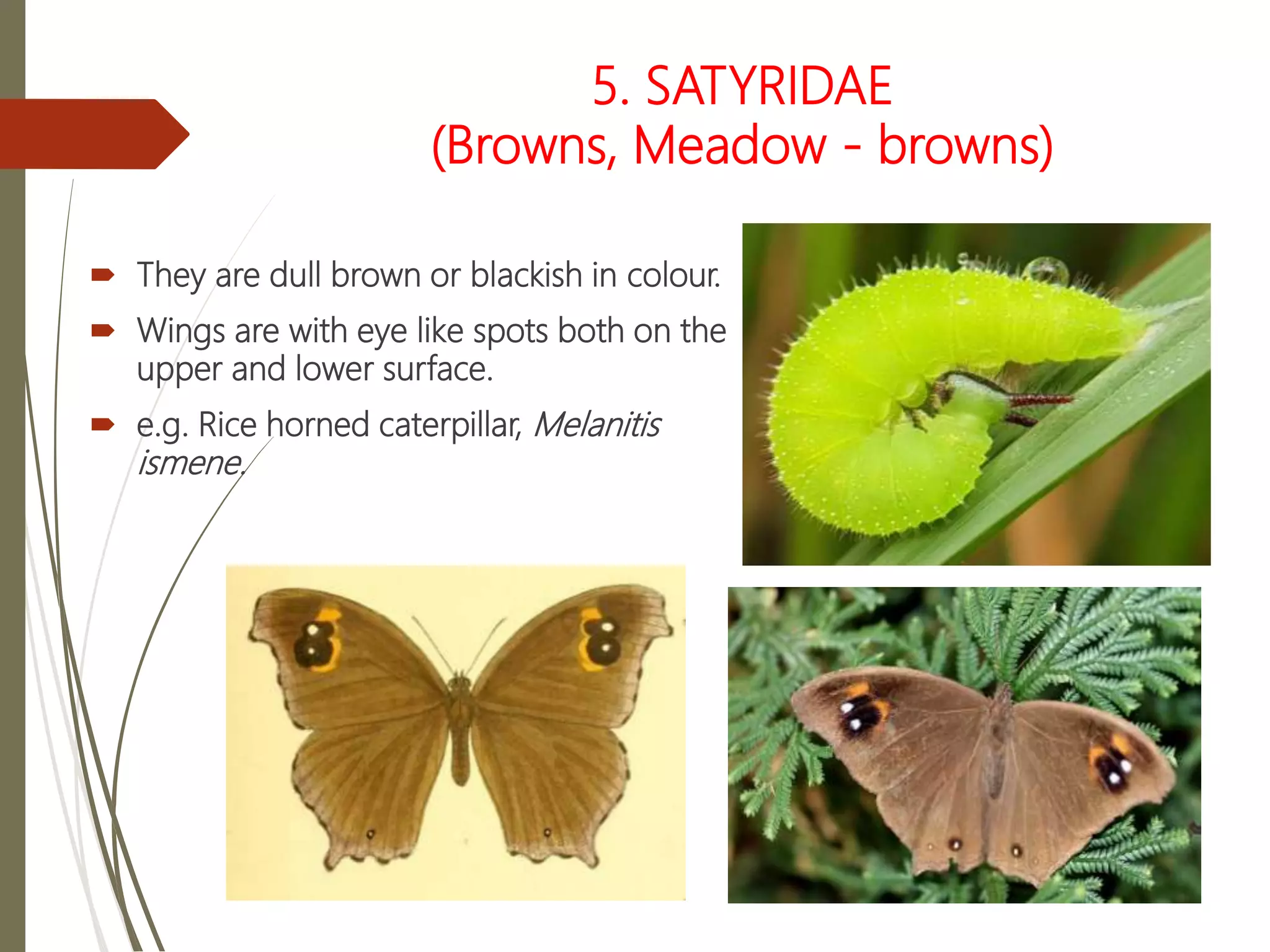 Insect Order lepidoptera | PPTX