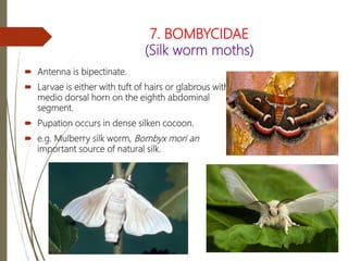 Insect Order lepidoptera | PPTX | Birdwatching | Hobbies & Interests