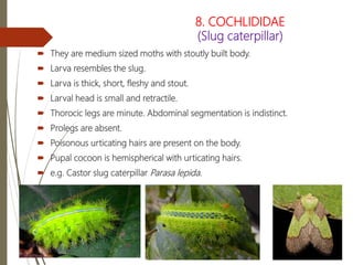 Insect Order lepidoptera | PPTX | Birdwatching | Hobbies & Interests