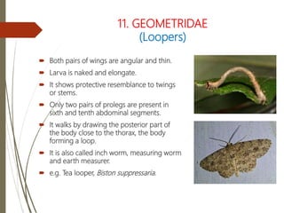 Insect Order lepidoptera | PPTX | Birdwatching | Hobbies & Interests