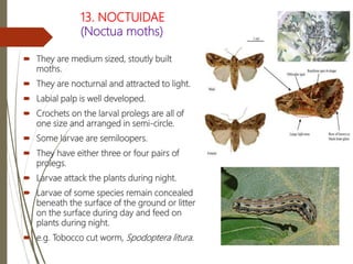 Insect Order lepidoptera | PPTX | Birdwatching | Hobbies & Interests