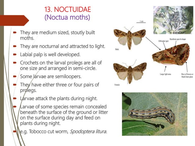 Insect Order lepidoptera | PPTX | Birdwatching | Hobbies & Interests