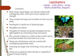 Insect Order lepidoptera | PPTX | Birdwatching | Hobbies & Interests