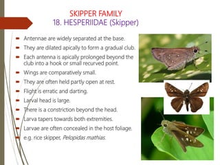 Insect Order lepidoptera | PPTX | Birdwatching | Hobbies & Interests
