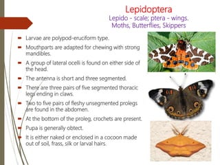 Insect Order lepidoptera | PPTX | Birdwatching | Hobbies & Interests