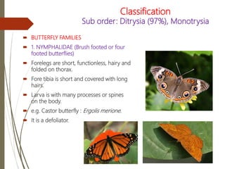 Insect Order lepidoptera | PPTX | Birdwatching | Hobbies & Interests
