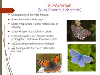 Insect Order lepidoptera | PPTX