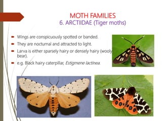 Insect Order lepidoptera | PPTX | Birdwatching | Hobbies & Interests