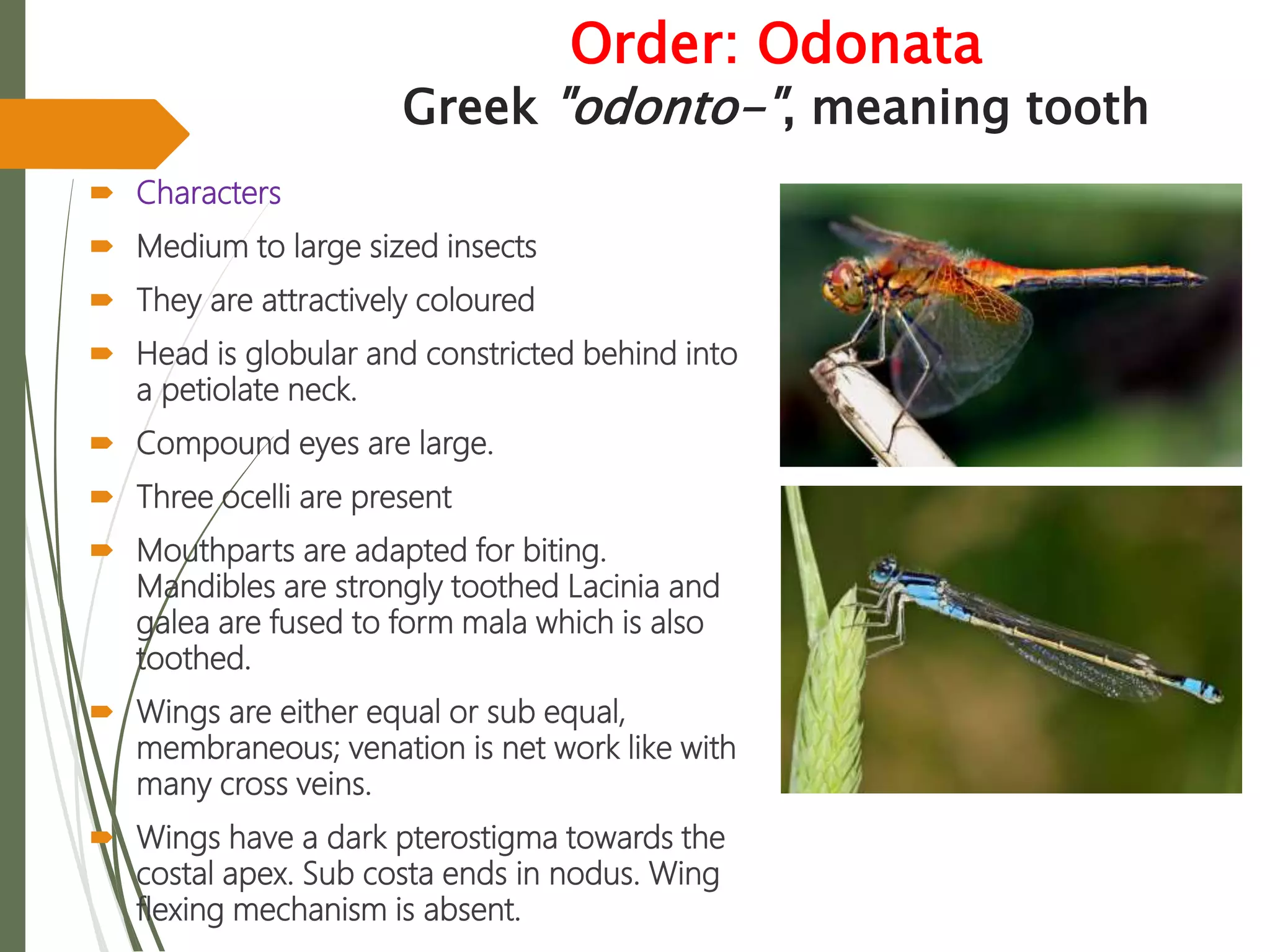 Insect Order odonata | PPTX