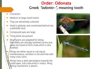 Insect Order odonata | PPTX