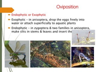 Insect Order odonata | PPTX