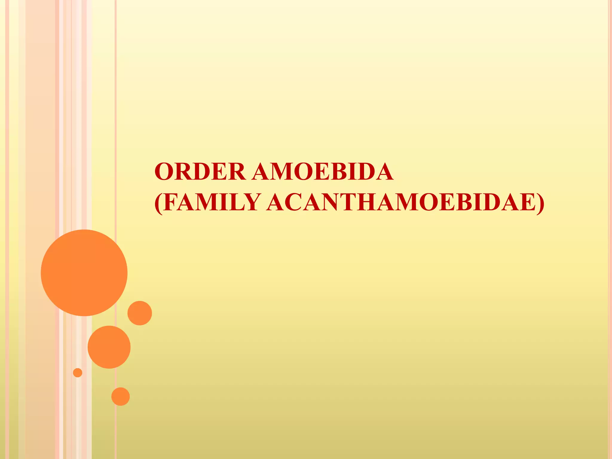 Order amoebidae | PPTX