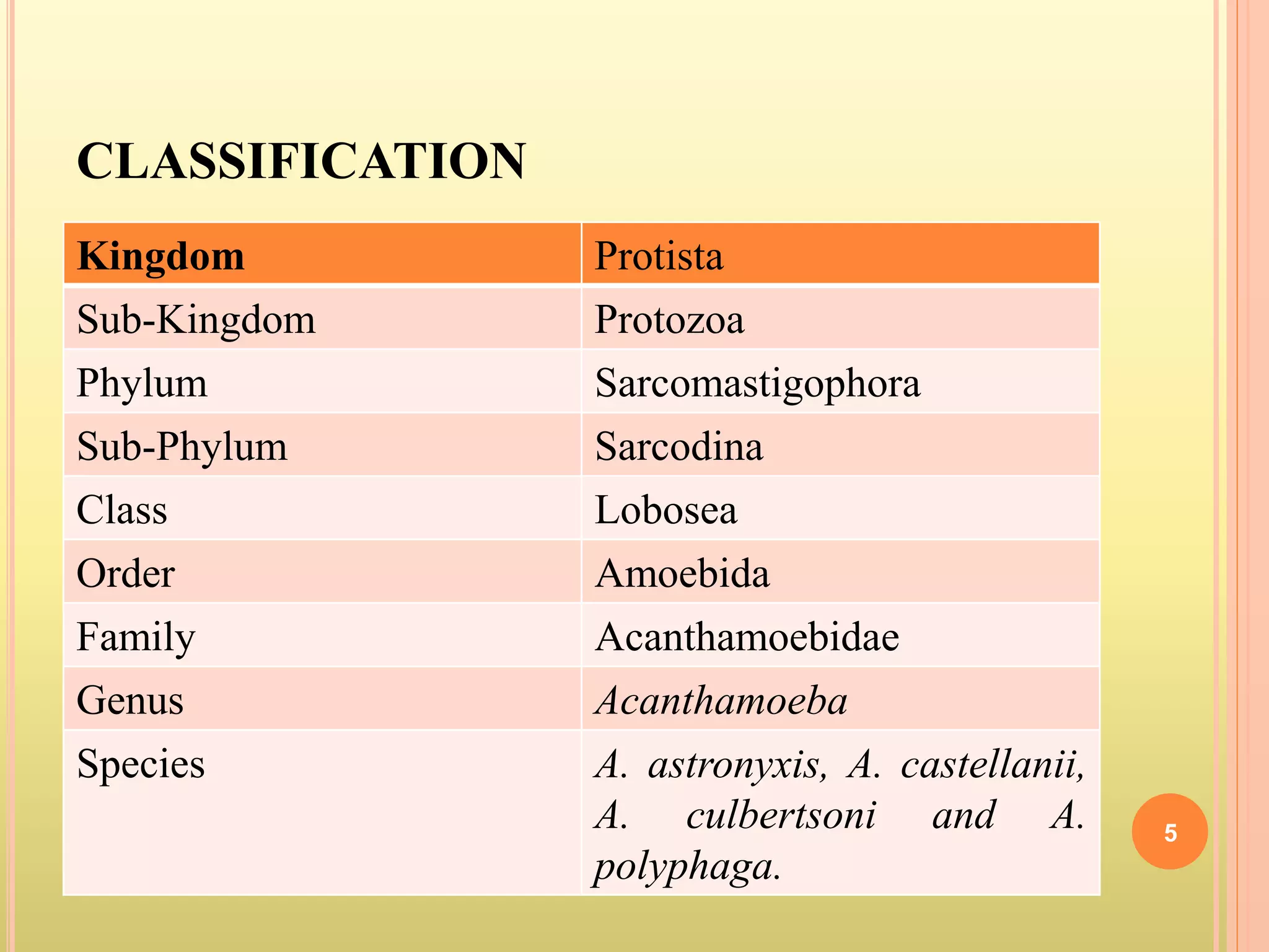 Order amoebidae | PPTX