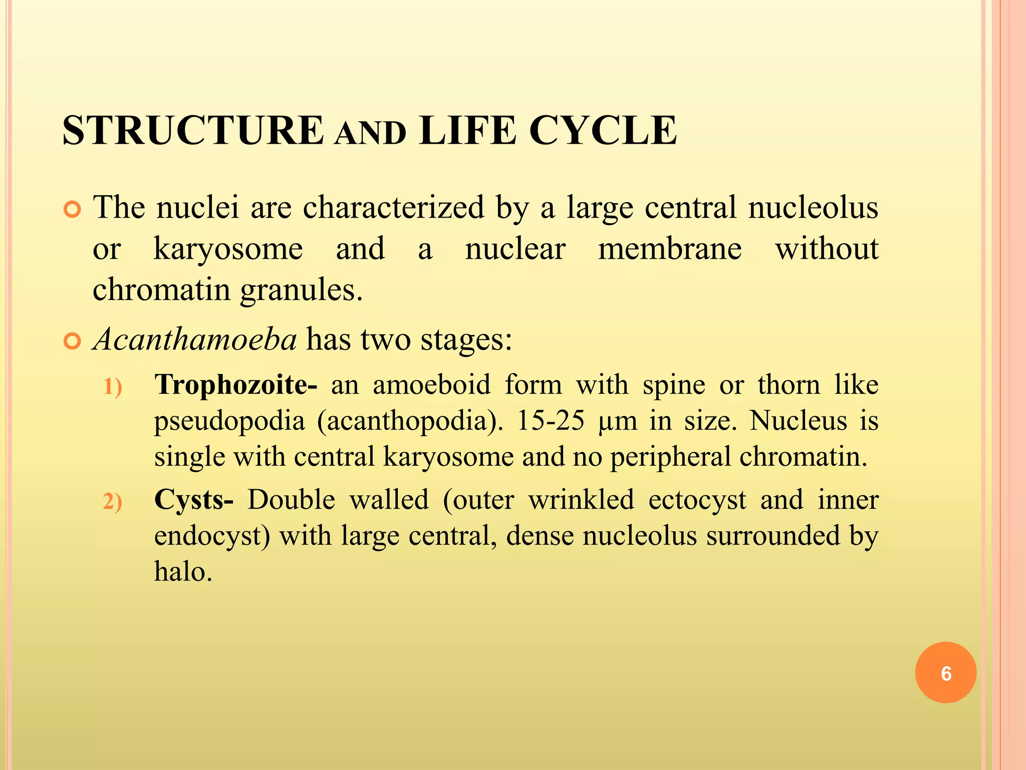 Order amoebidae | PPTX