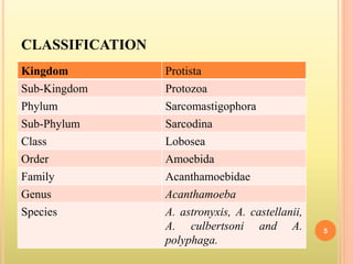 Order amoebidae | PPTX