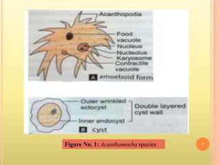 Order amoebidae | PPTX