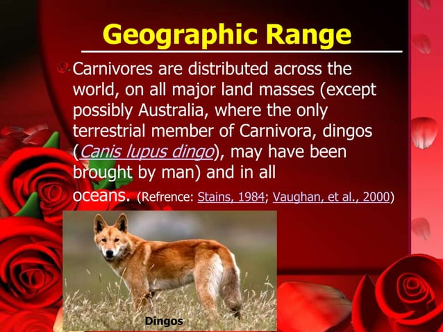 Order carnivora Prepared, Edited and shared by Abdul Qahar | PPT