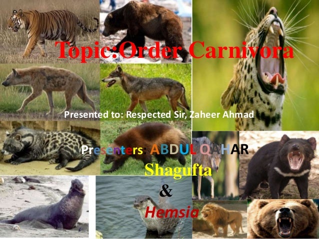 Carnivora Order