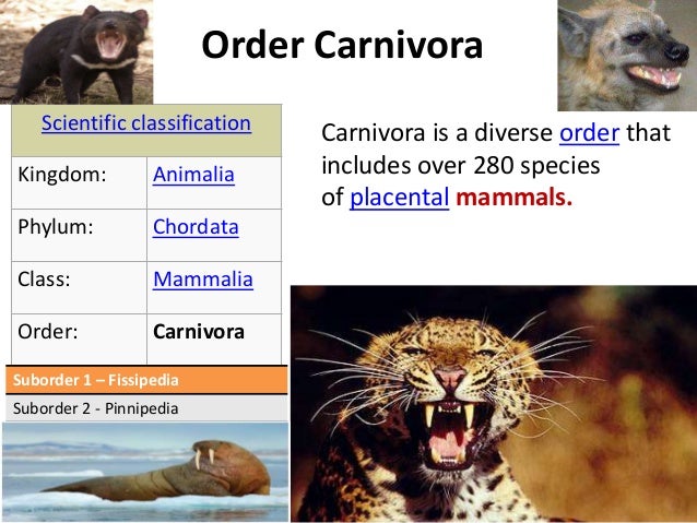 Order carnivora Prepared, Edited and shared by Abdul Qahar