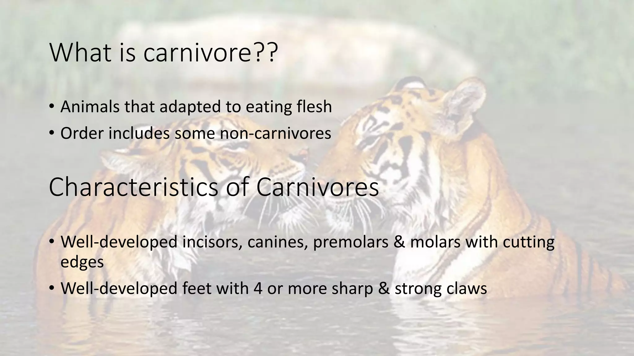 Order- carnivora, carnivores animals | PPT