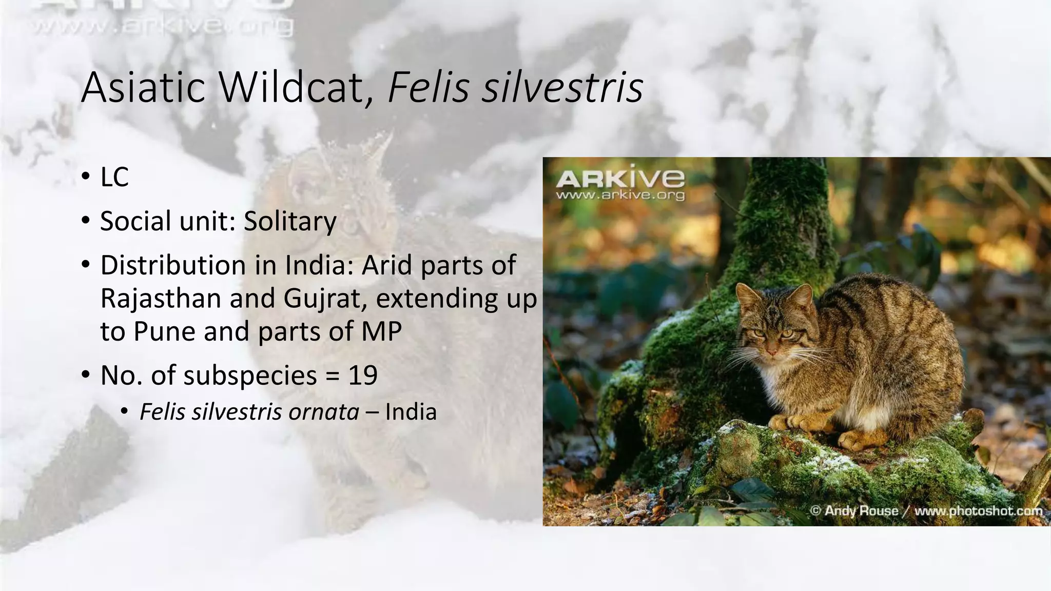 Order- carnivora, carnivores animals | PPT