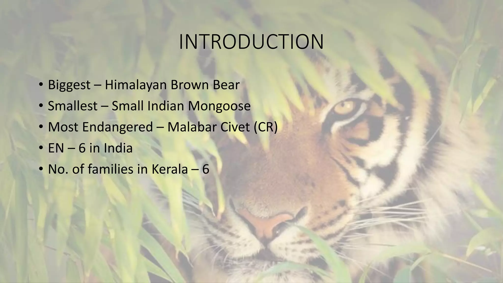Order- carnivora, carnivores animals | PPT