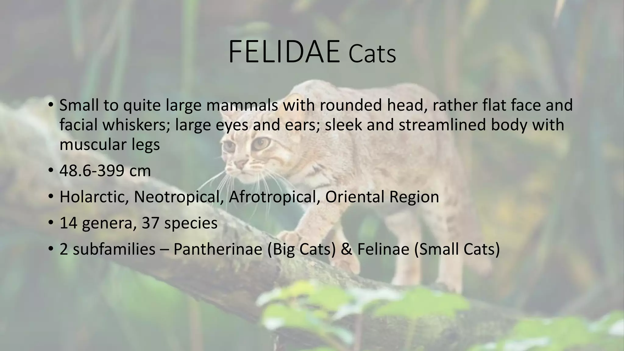 Order- carnivora, carnivores animals | PPT