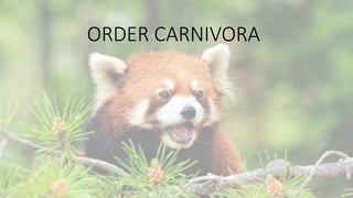 Animals In The Carnivora Order