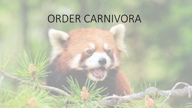 Order- carnivora, carnivores animals | PPT