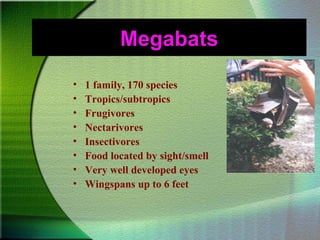 Order chiroptera | PPT
