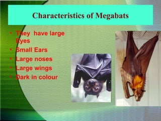 Order chiroptera | PPT