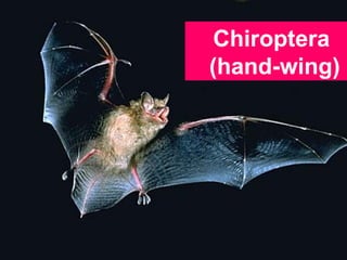 Order chiroptera | PPT