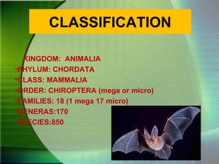 Order chiroptera | PPT