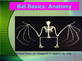 Order chiroptera | PPT