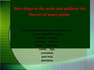 Order chiroptera | PPT