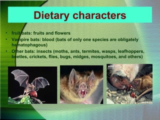Order chiroptera | PPT