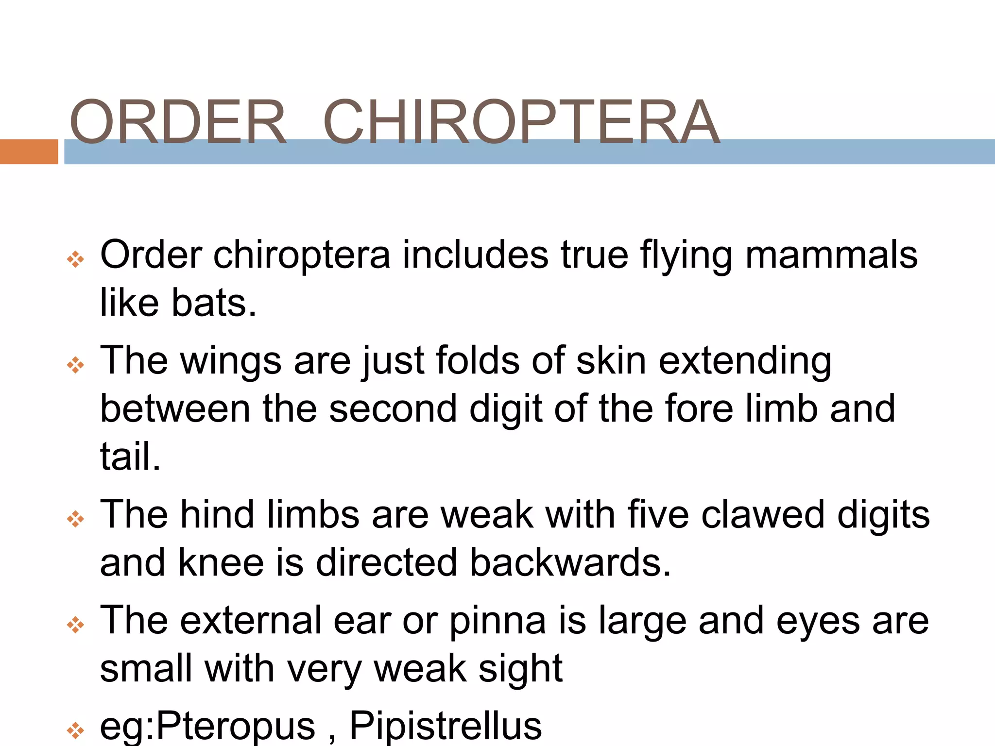 Order-Chiroptera | PPTX
