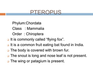 Order-Chiroptera | PPTX