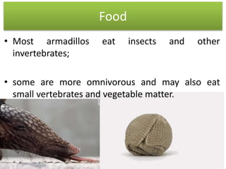 Order cingulata | PPT