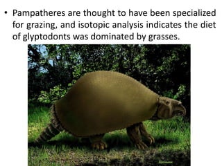 Order cingulata | PPT