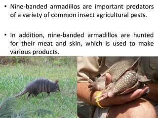 Order cingulata | PPT