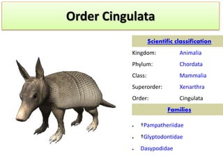 Order cingulata | PPT