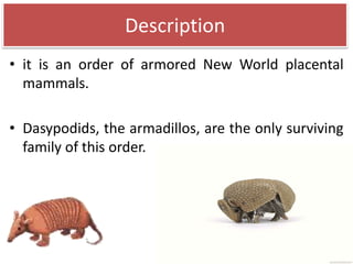 Order cingulata | PPT