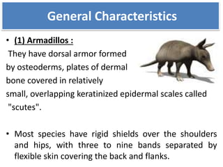 Order cingulata | PPT