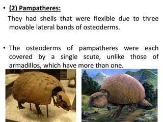 Order cingulata | PPT