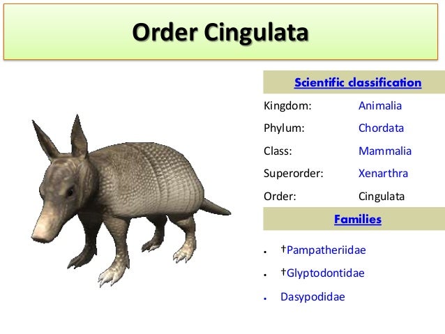 Order cingulata