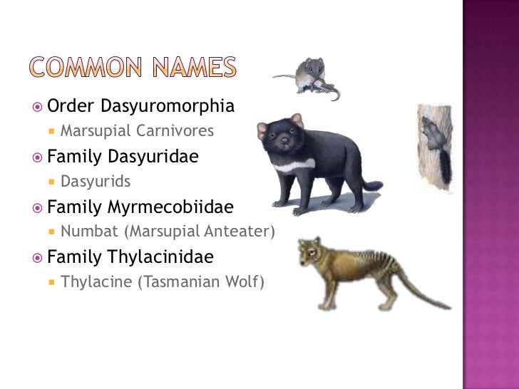 Dasyuromorphia - Alchetron, The Free Social Encyclopedia