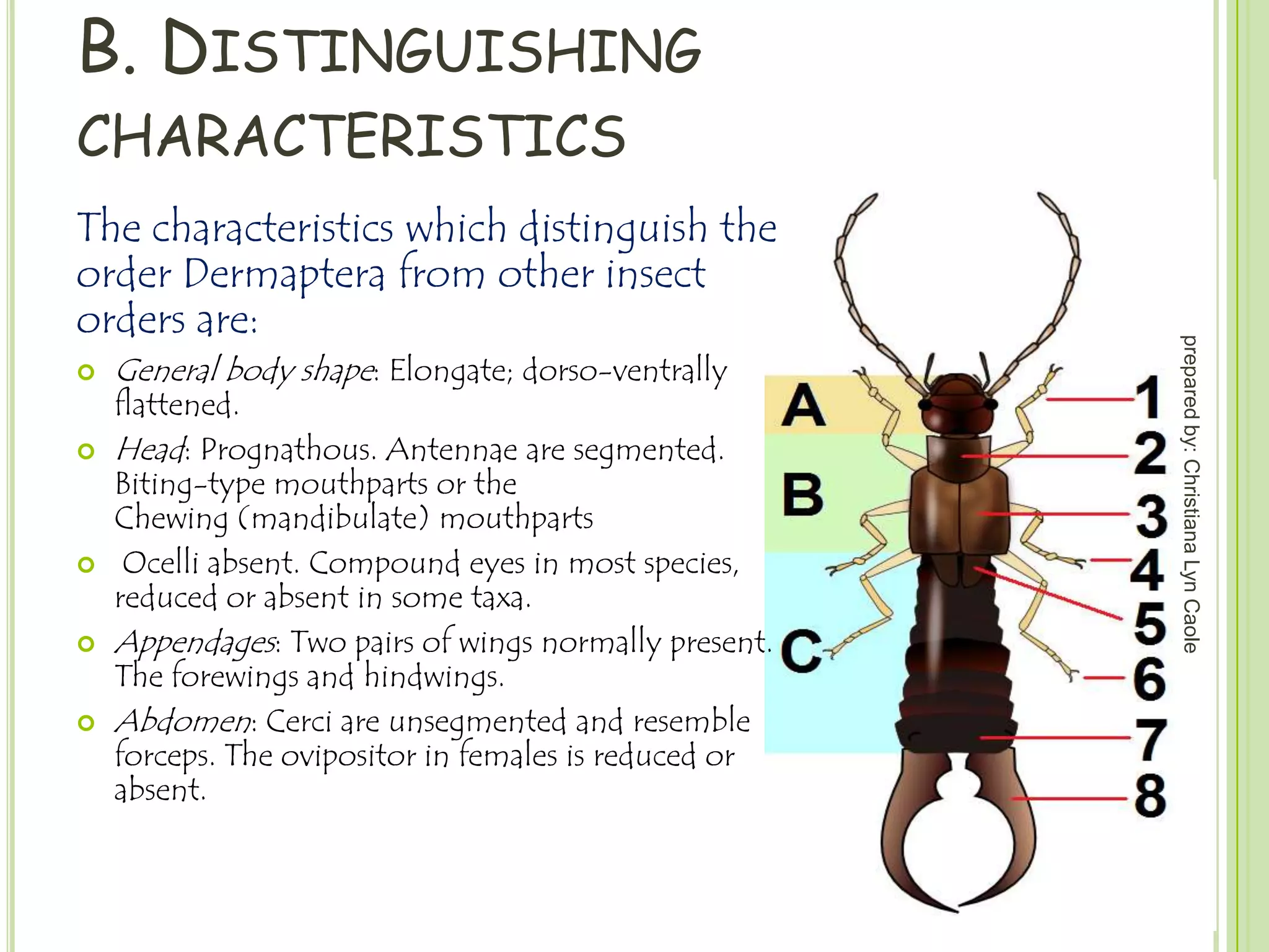Order dermaptera by Christiana :) | PPTX