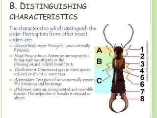 Order dermaptera by Christiana :) | PPTX