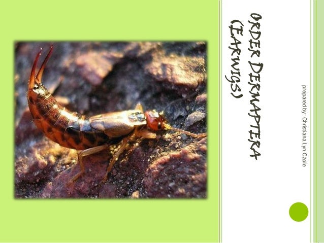 Order dermaptera by Christiana :)